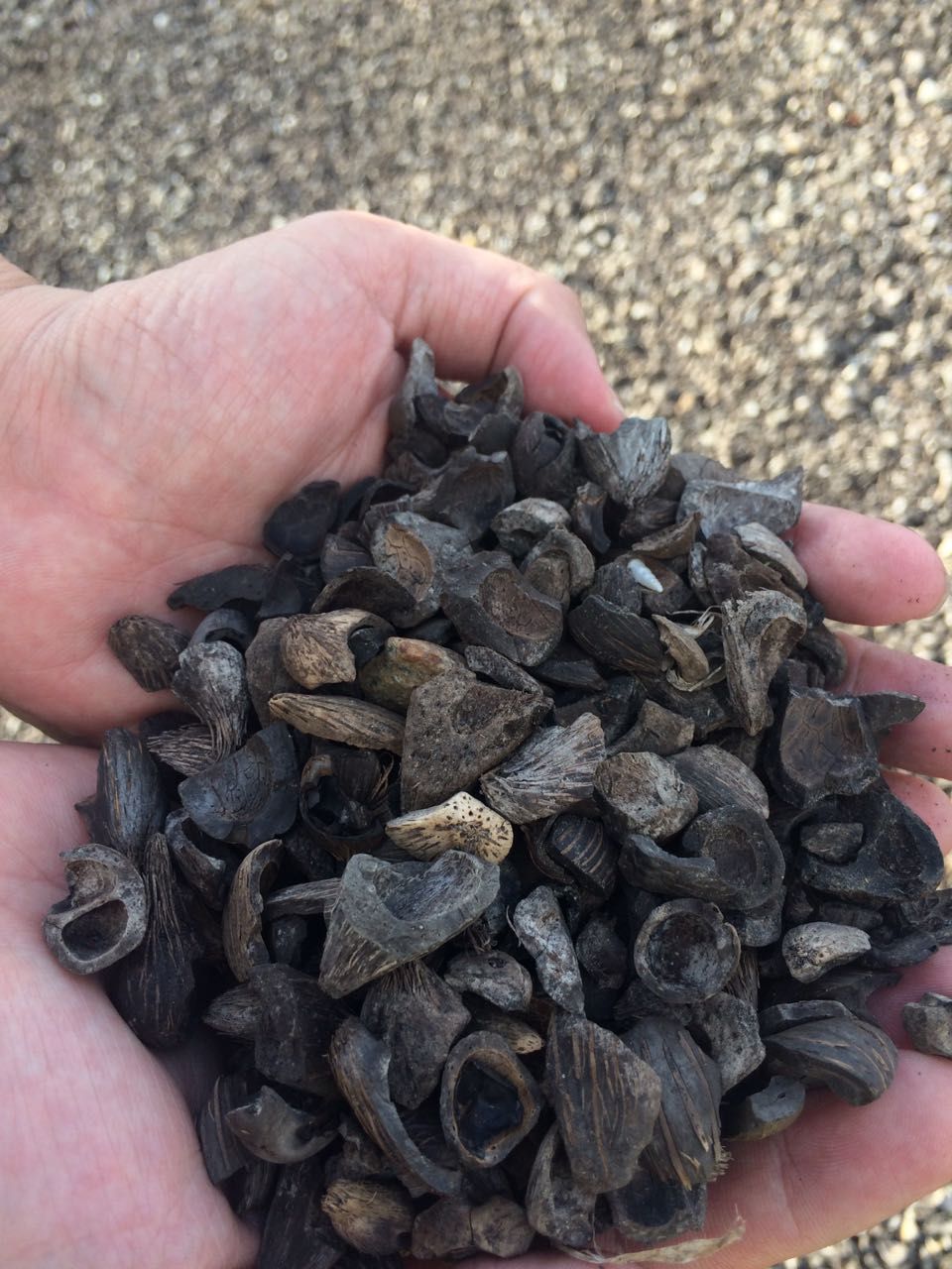 Palm kernel shells | Inaexport