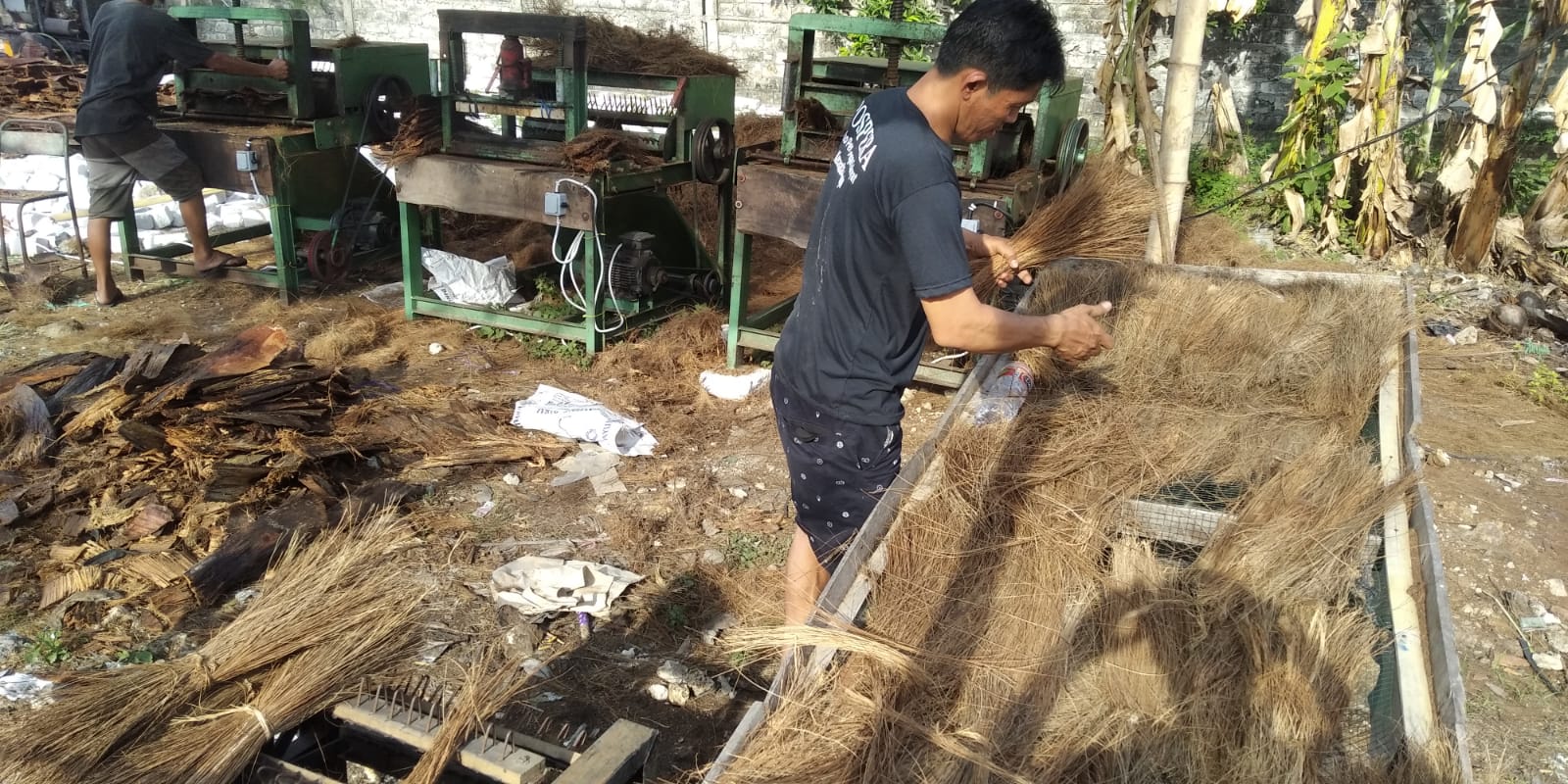 Palmyra Fiber | Inaexport