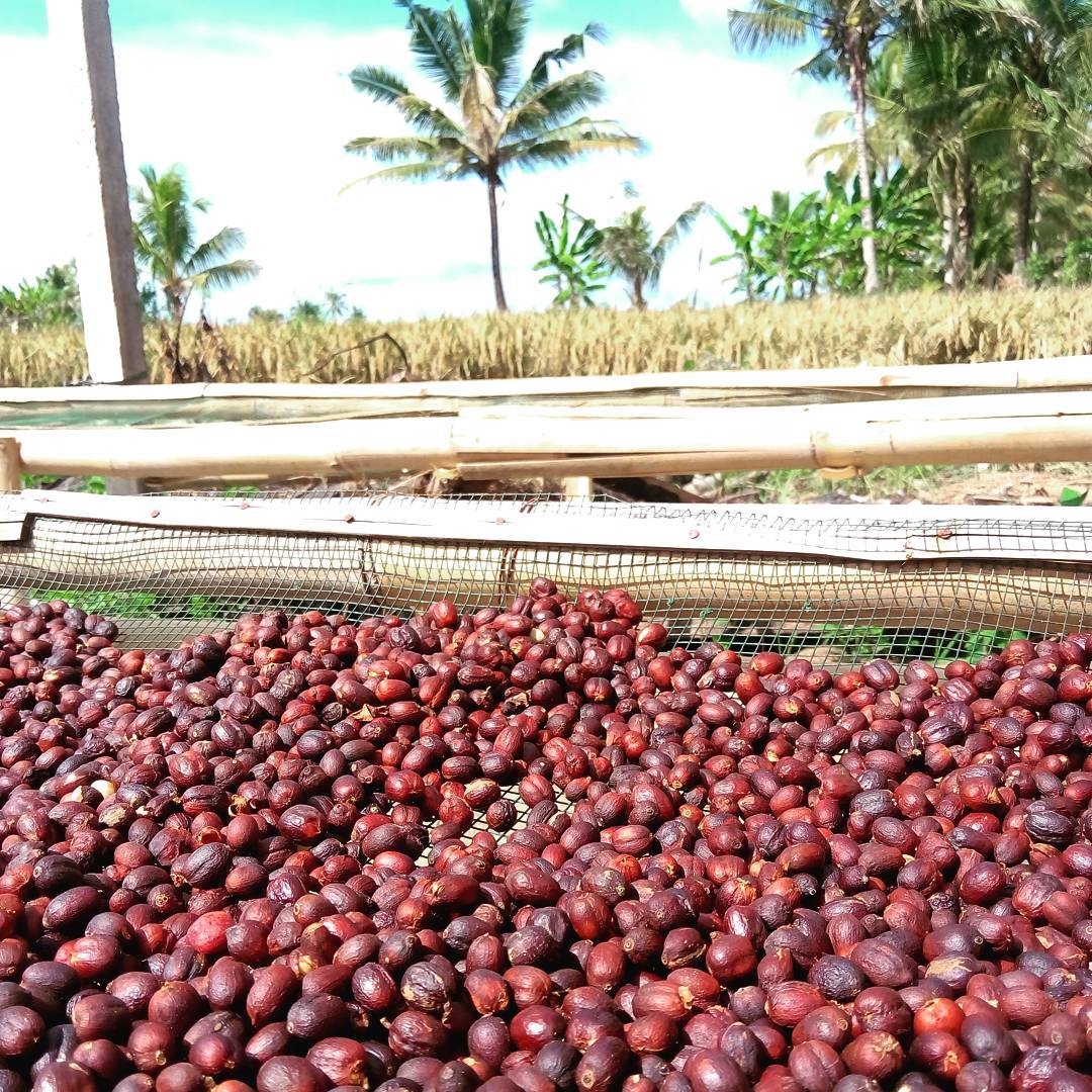FINE ROBUSTA BALI | Inaexport