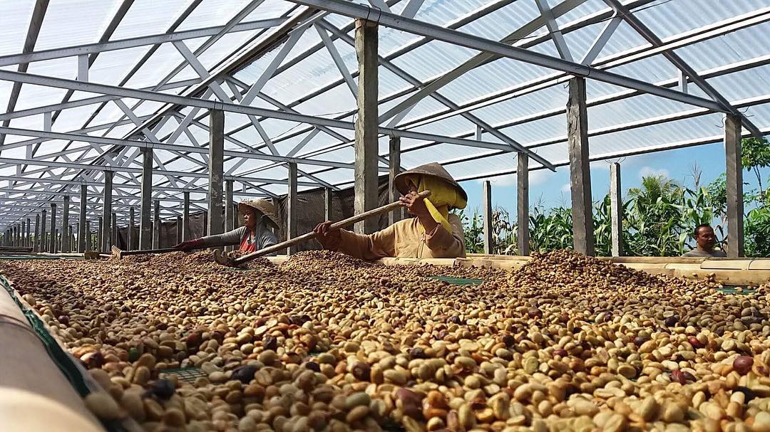 FINE ROBUSTA BALI | Inaexport