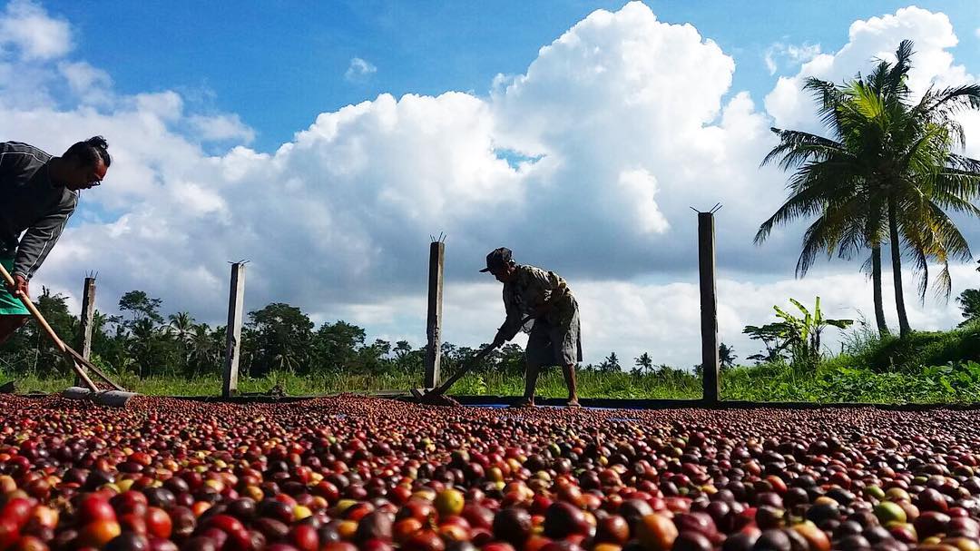 FINE ROBUSTA BALI | Inaexport