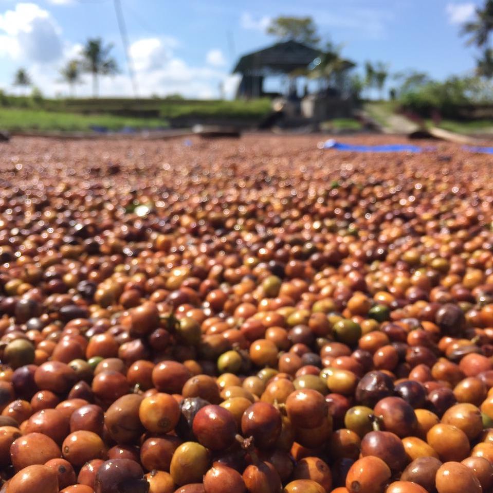 FINE ROBUSTA BALI | Inaexport
