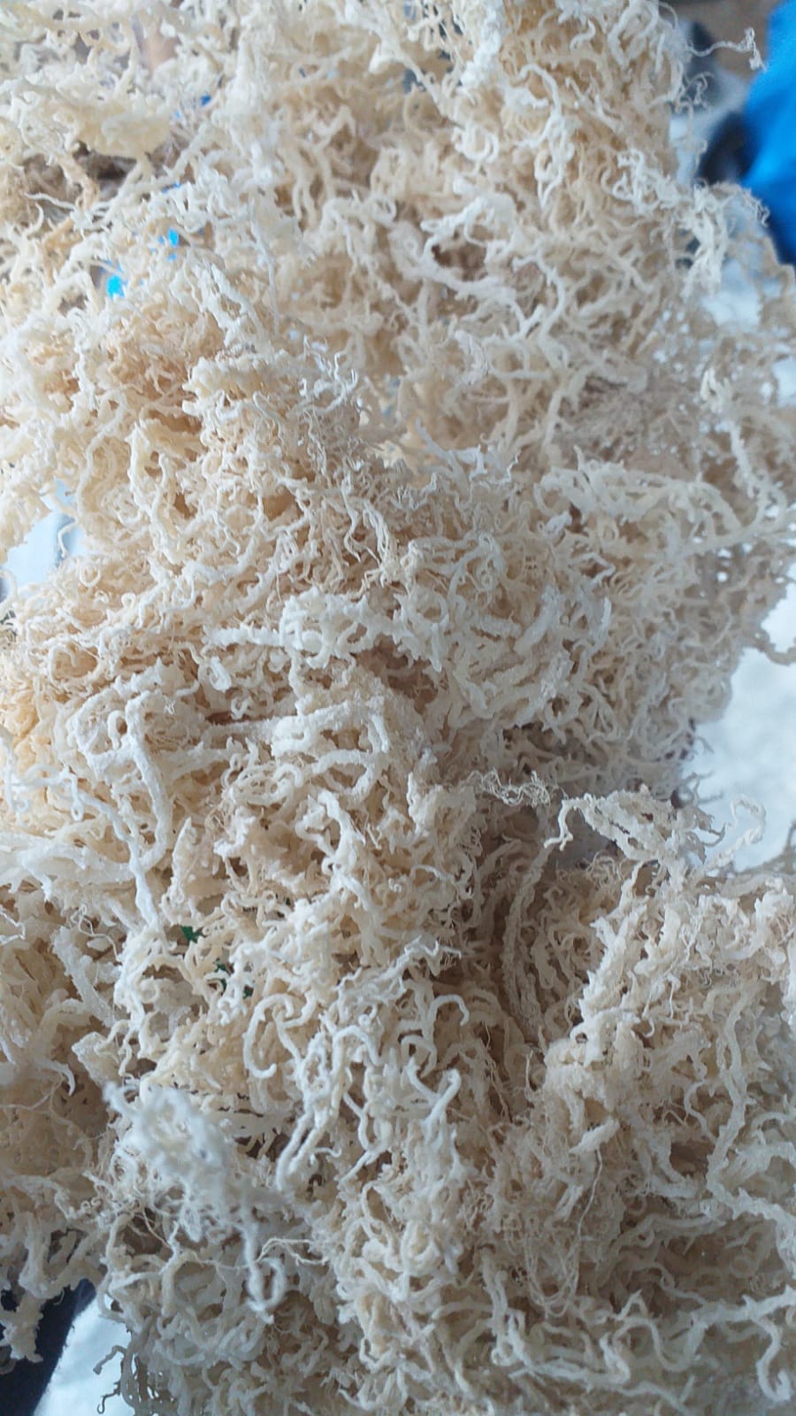 Dried Seaweed ( Eucheuma Spinosum ) | Inaexport