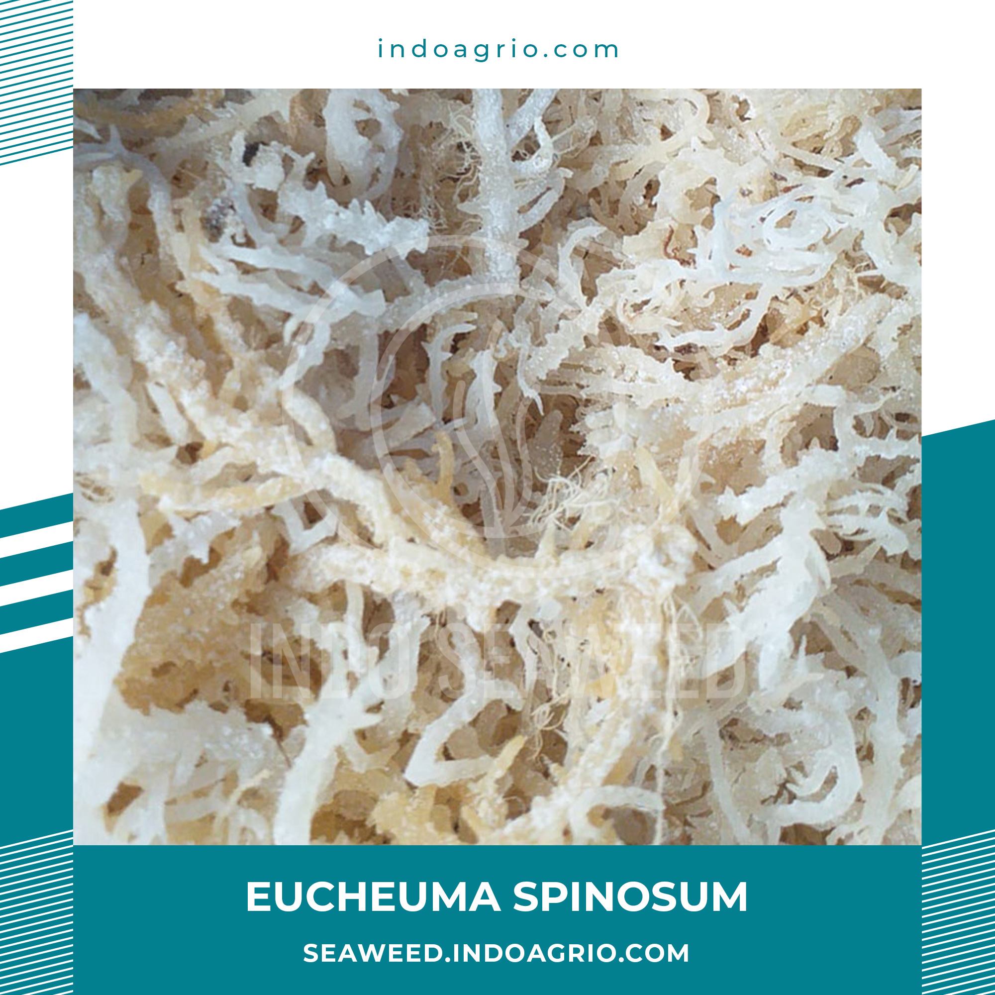 AGRO BUMI UNIVERSAL | Inaexport