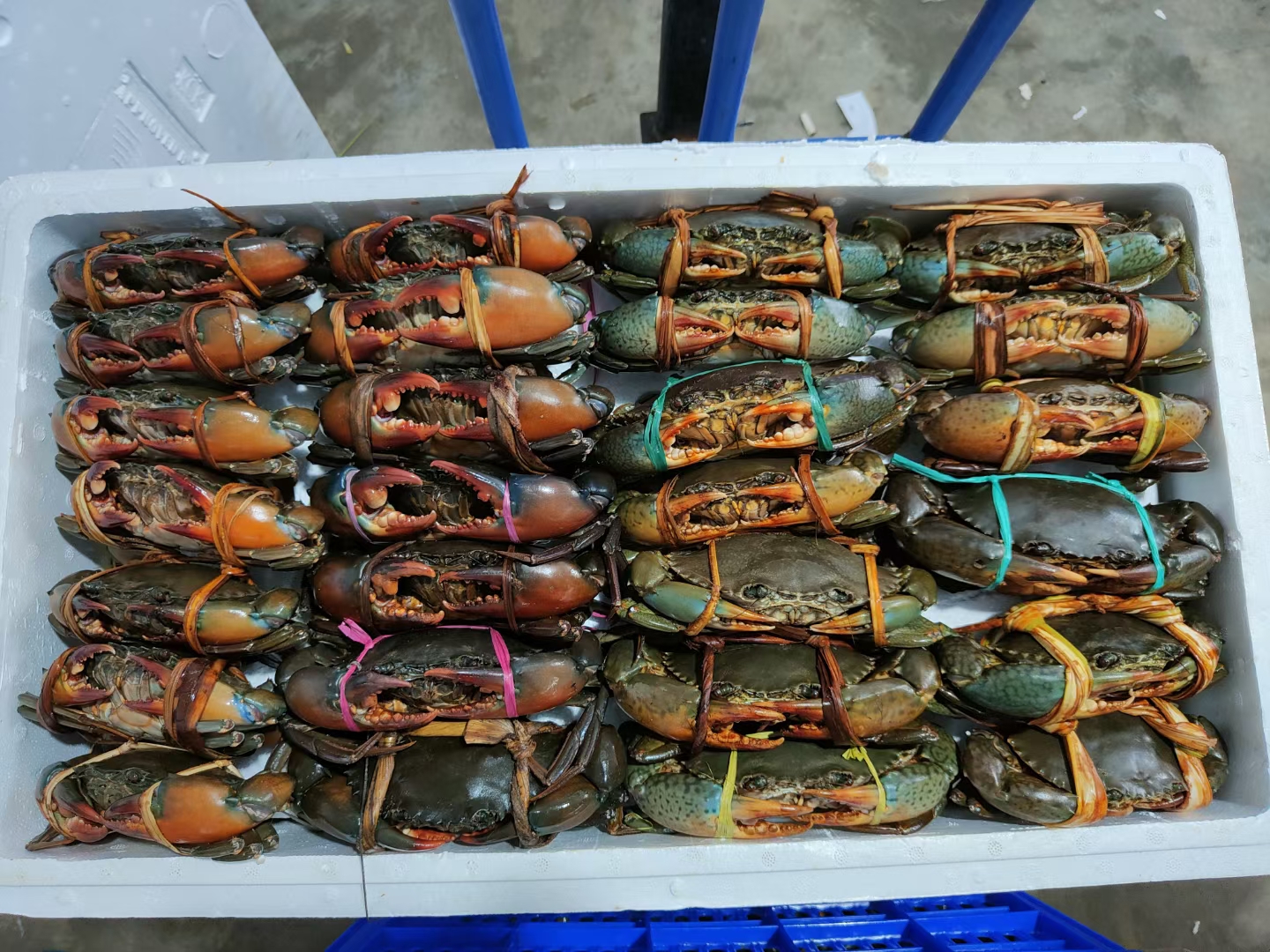 Red Mud Crab (Scylla olivacea) | Inaexport