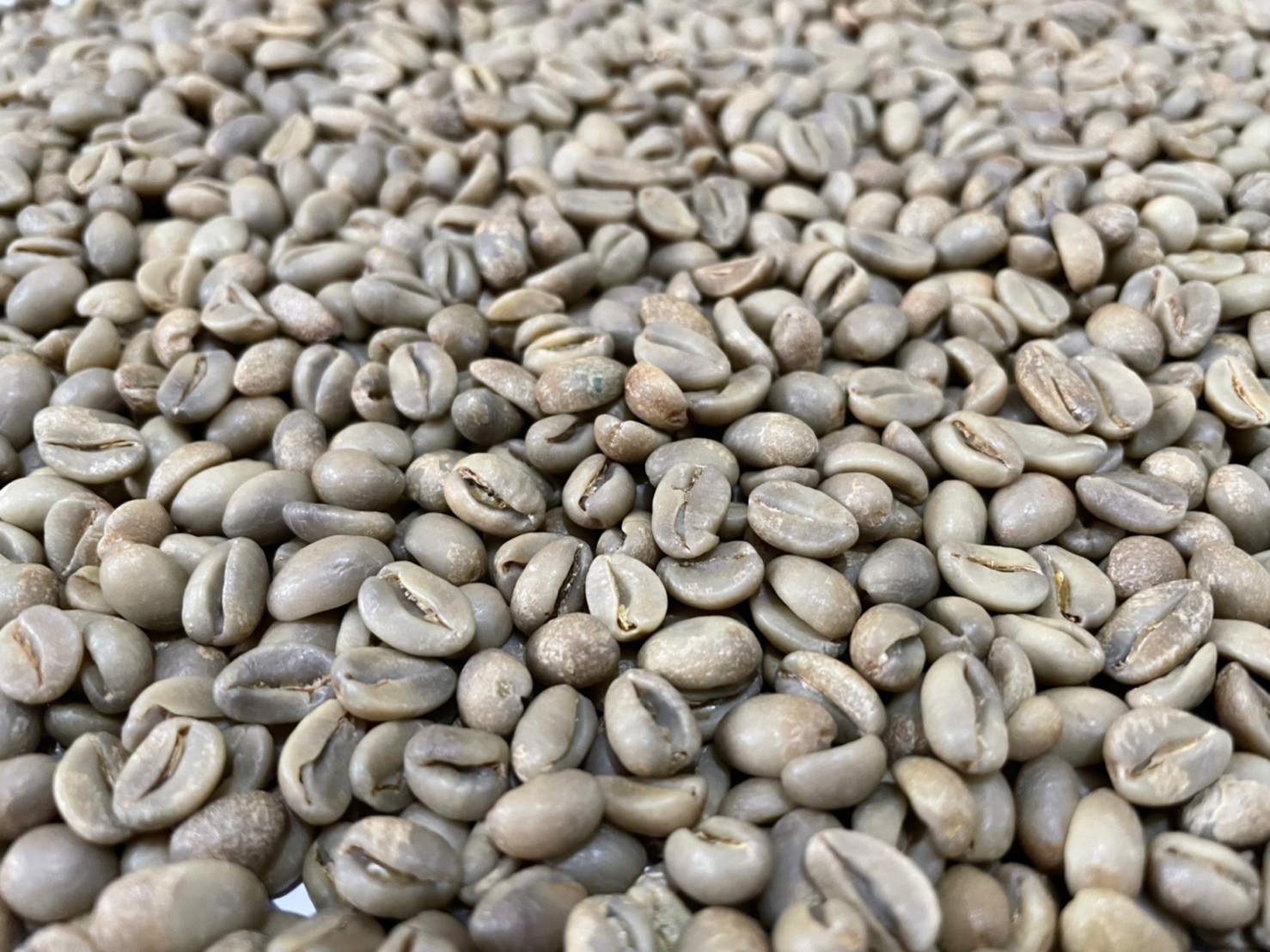 Arabica Specialty Green Coffee Beans | Inaexport