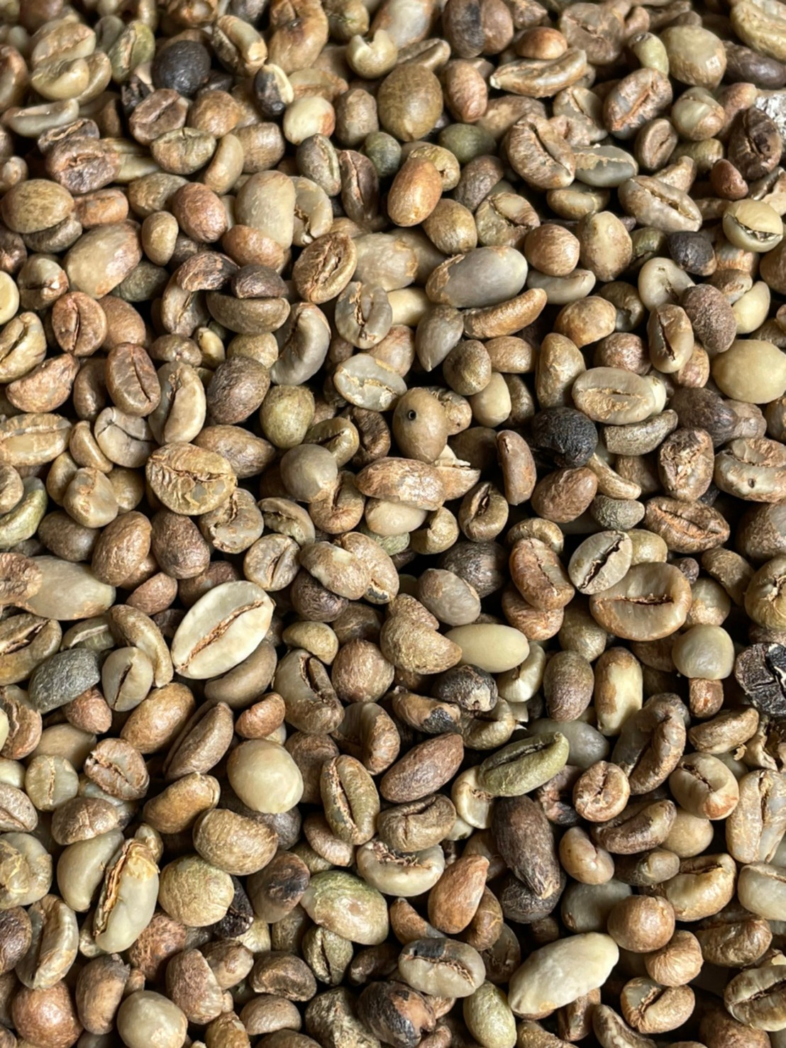 EK 1 Robusta Green Coffee Beans | Inaexport