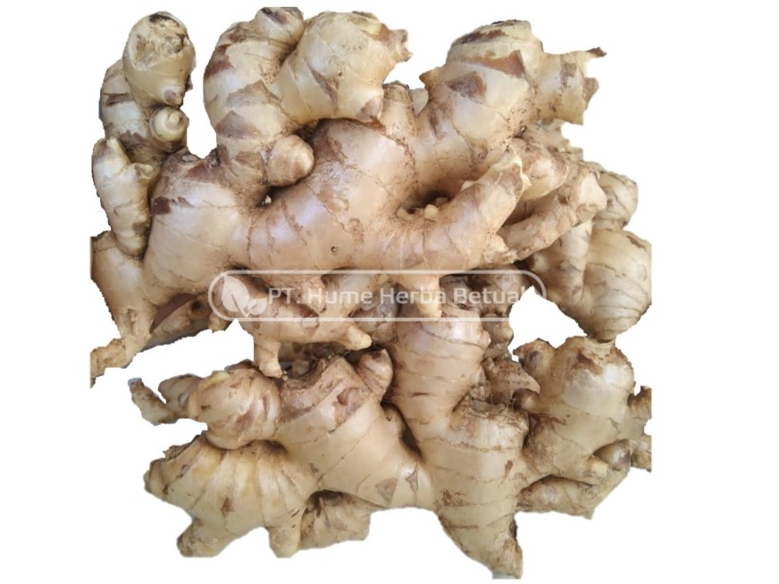 Elephant Ginger Jahe Gajah | Inaexport