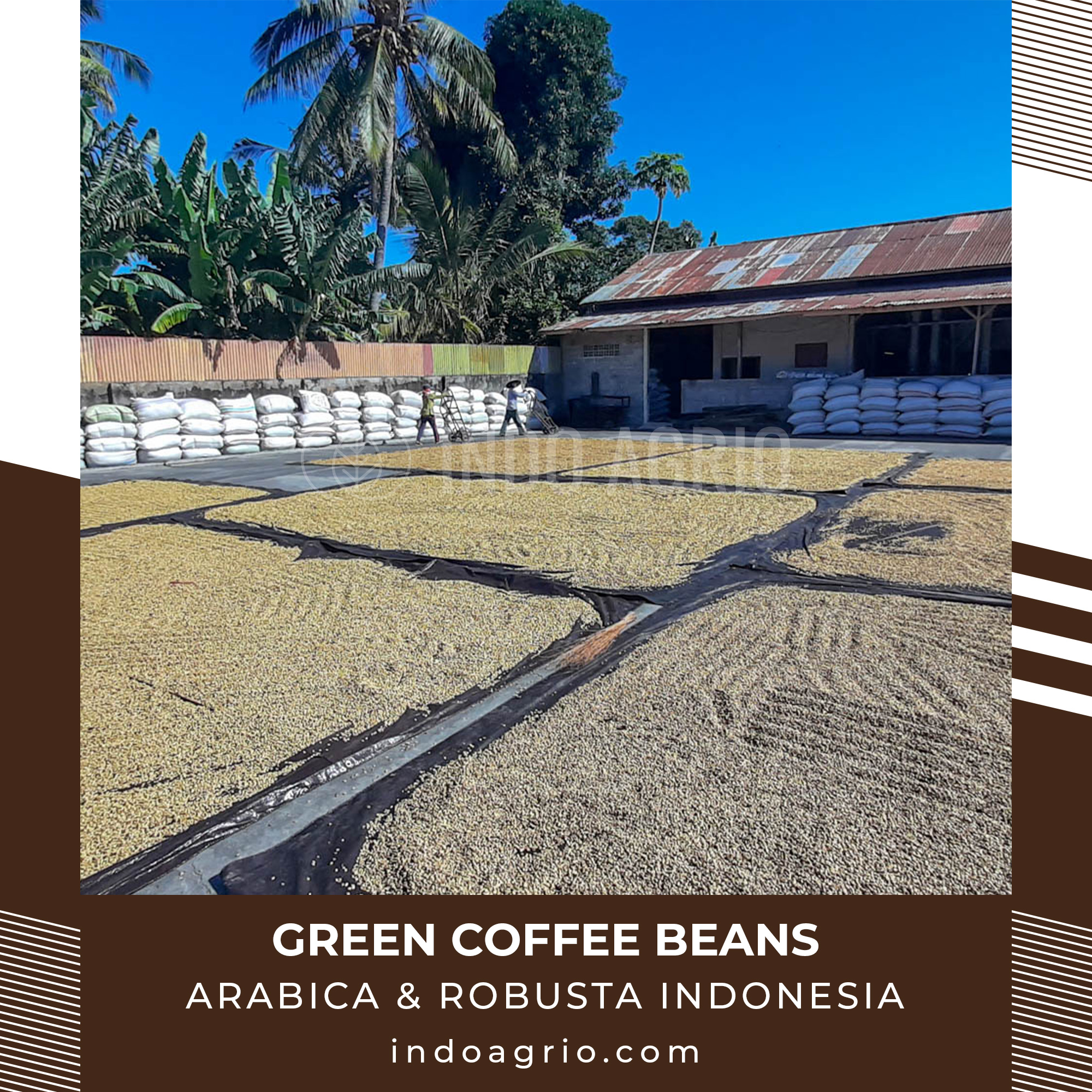 Coffee Beans - Arabica Bali Kintamani | Inaexport