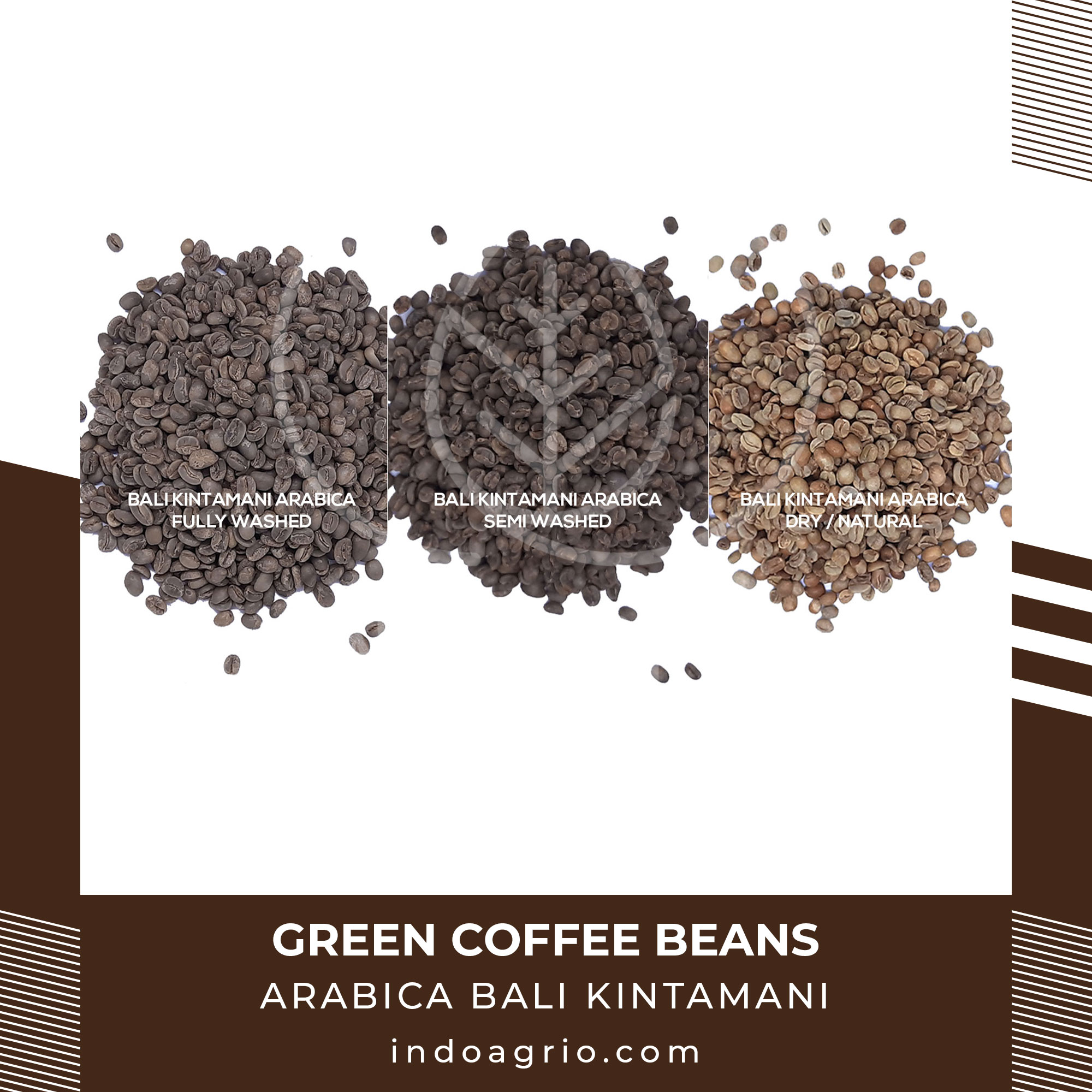 Coffee Beans - Arabica Bali Kintamani | Inaexport