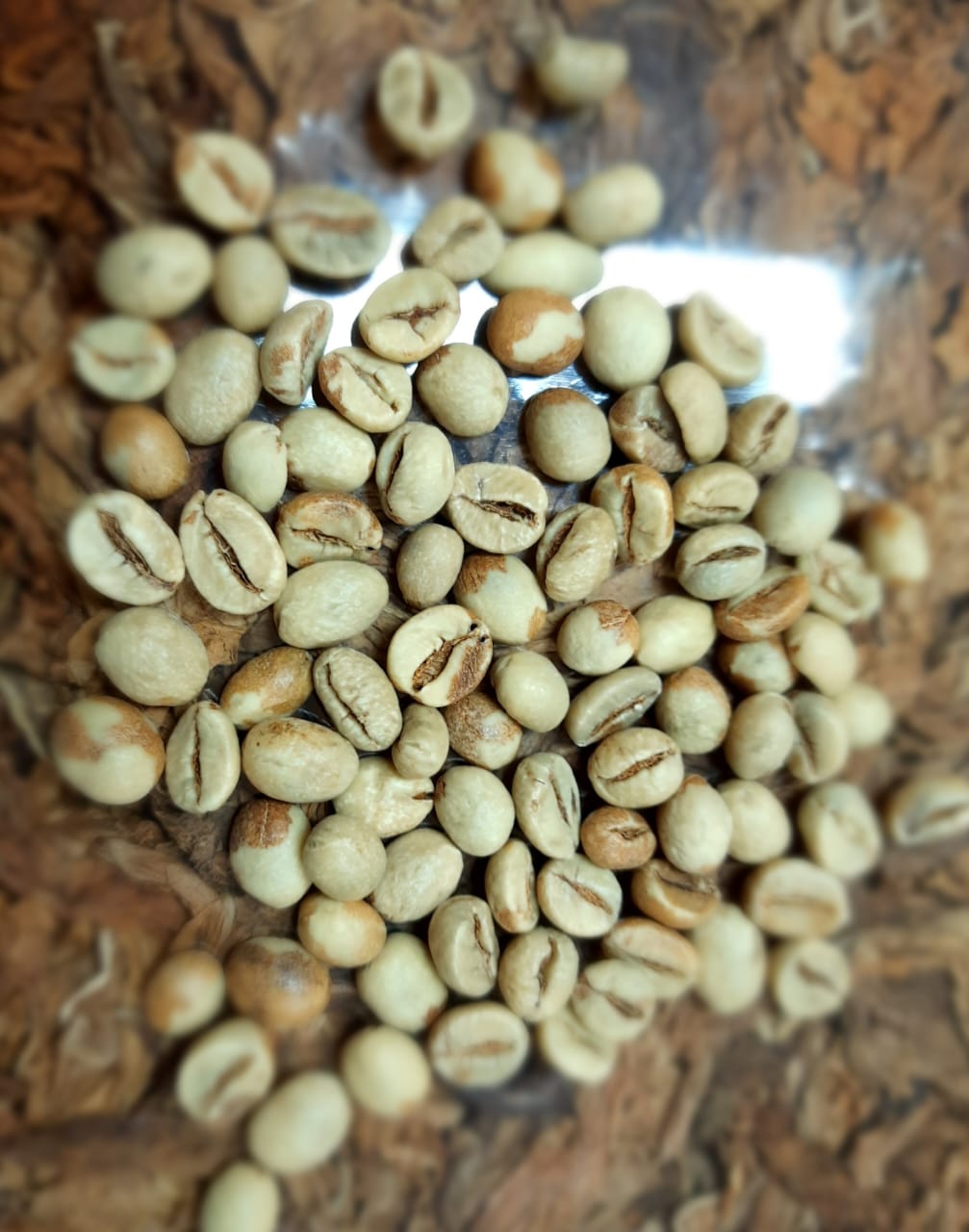 Robusta | Inaexport