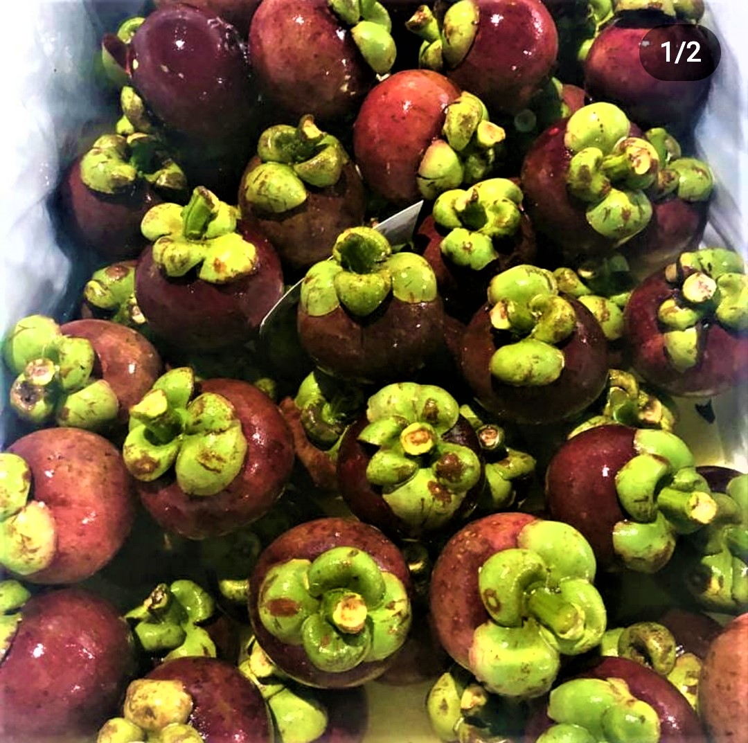 Mangosteen | Inaexport