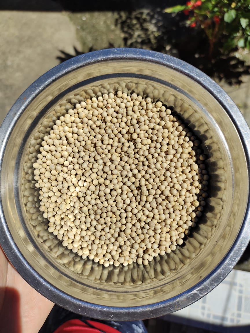 White Pepper | Inaexport