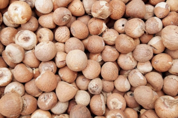 Areca/ Betel Nuts | Inaexport