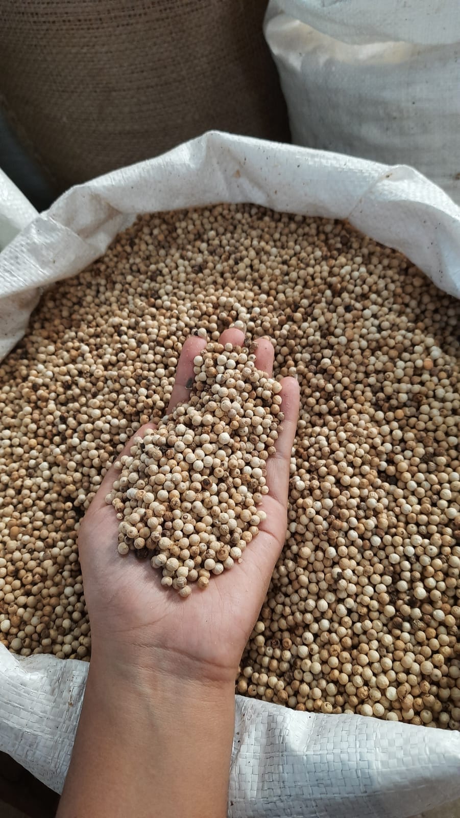White Pepper 630 Blower | Inaexport