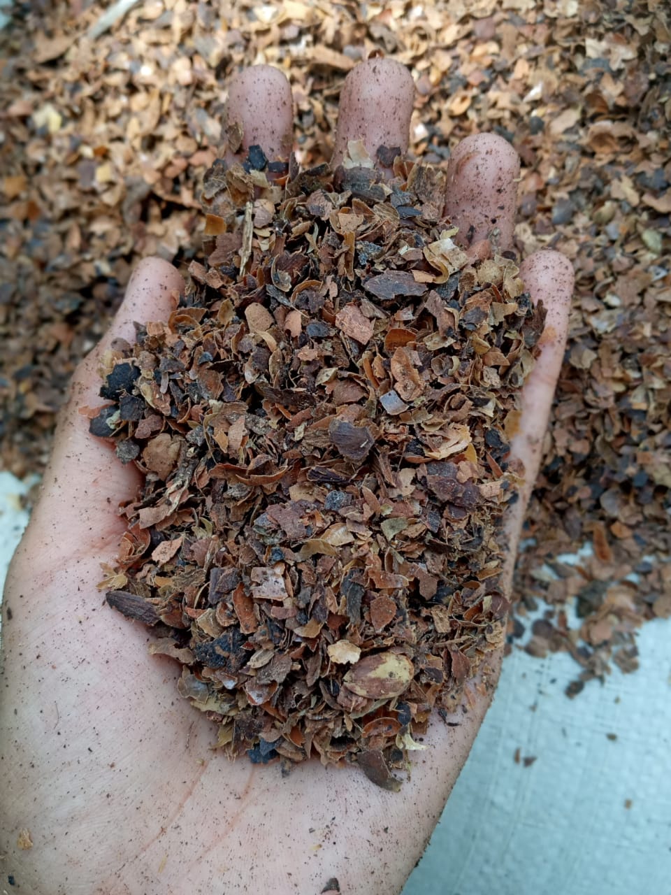 Coffee Husks / Coffee Skin | Inaexport