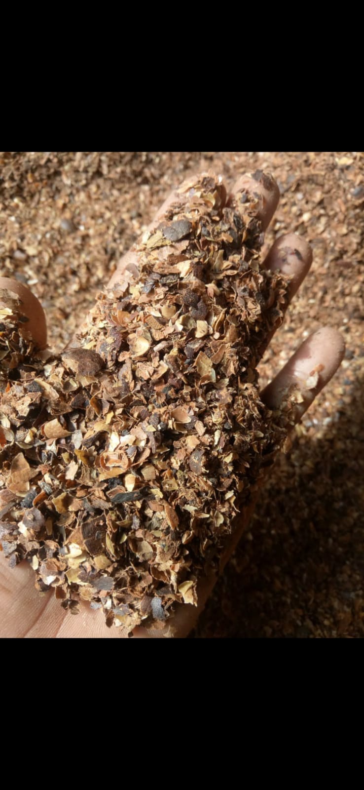 Coffee Husks / Coffee Skin | Inaexport