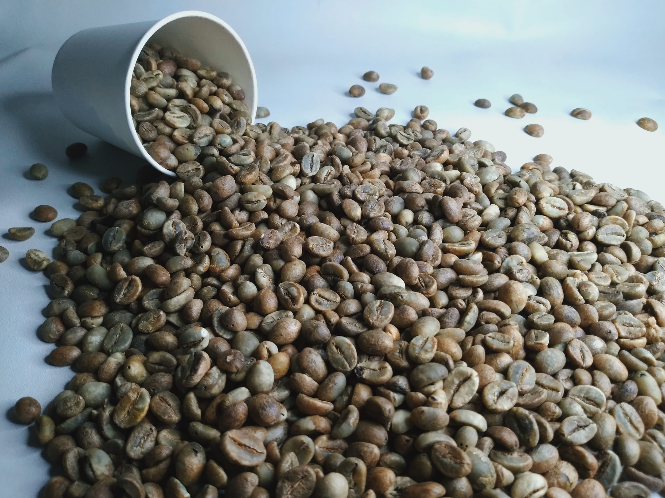 Robusta Coffee Beans | Inaexport