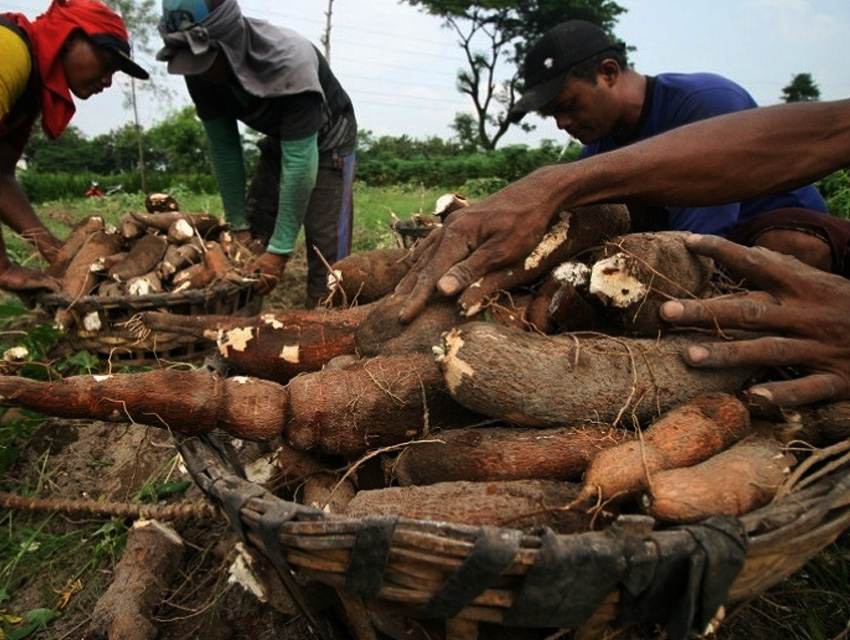 Cassava Tuber For Flour | Inaexport