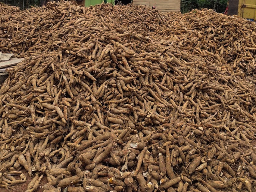 Cassava Tuber For Flour | Inaexport