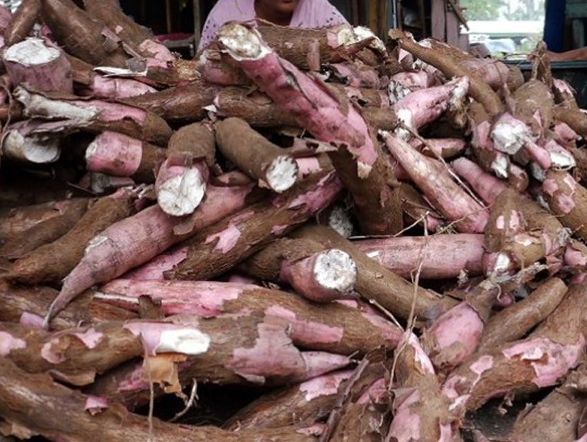 Cassava Tuber For Flour | Inaexport