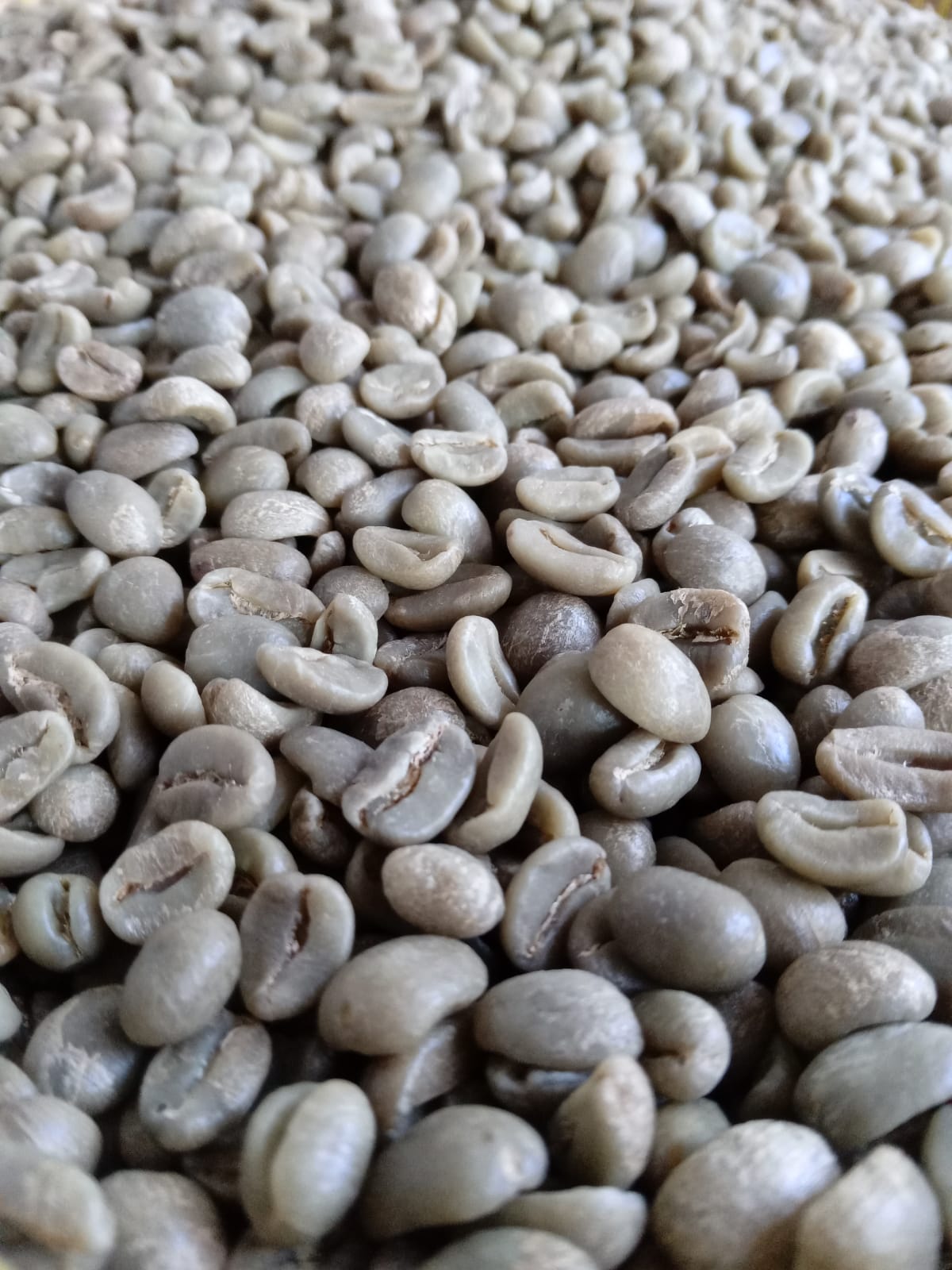 ARABICA COFFEE GREEN BEANS | Inaexport