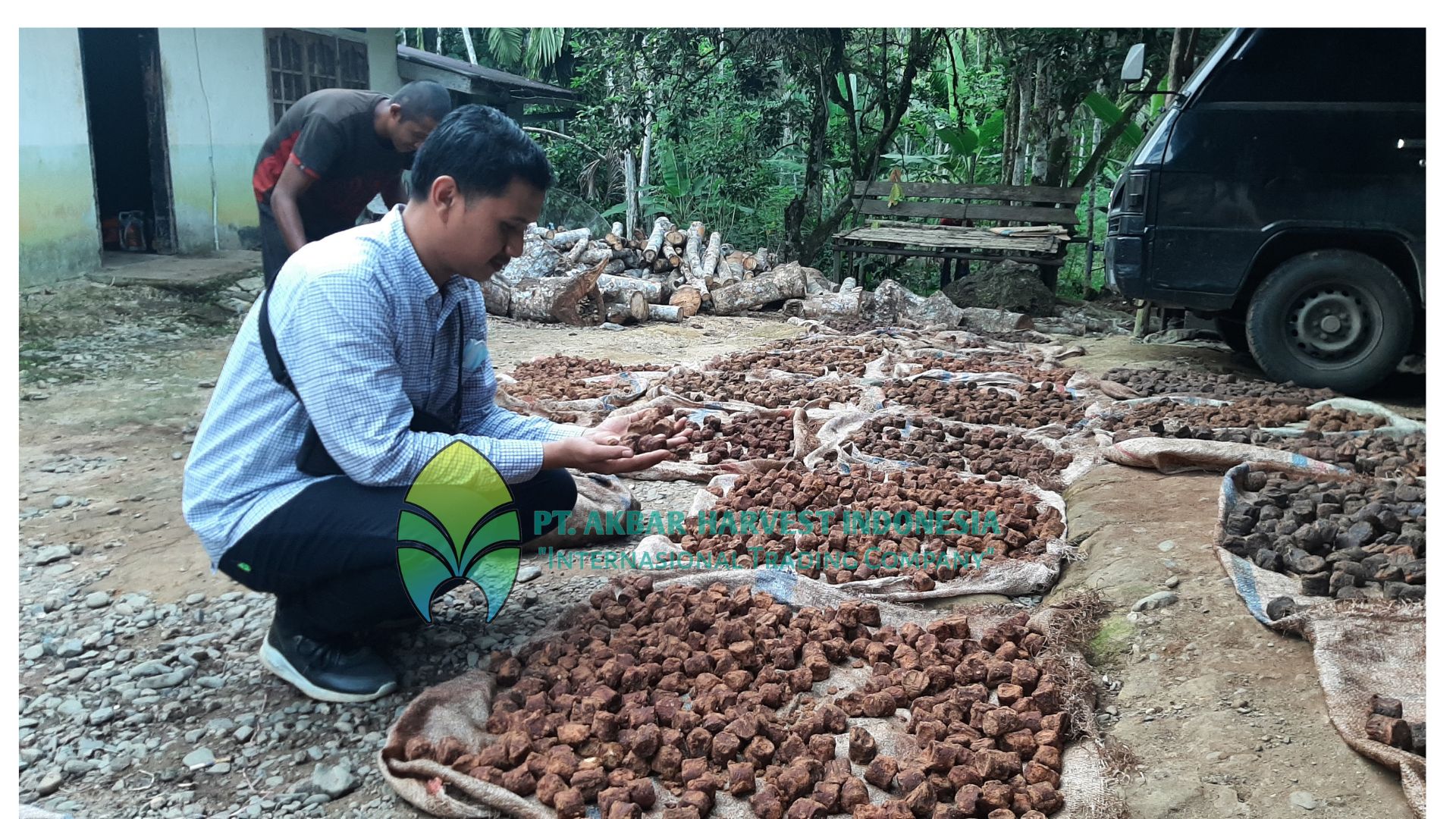 Gambier Extract | Inaexport