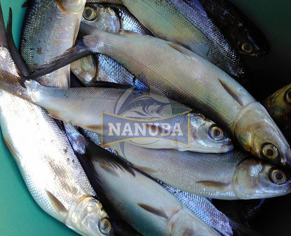 Milk Fish (Chanos Chanos) | Inaexport