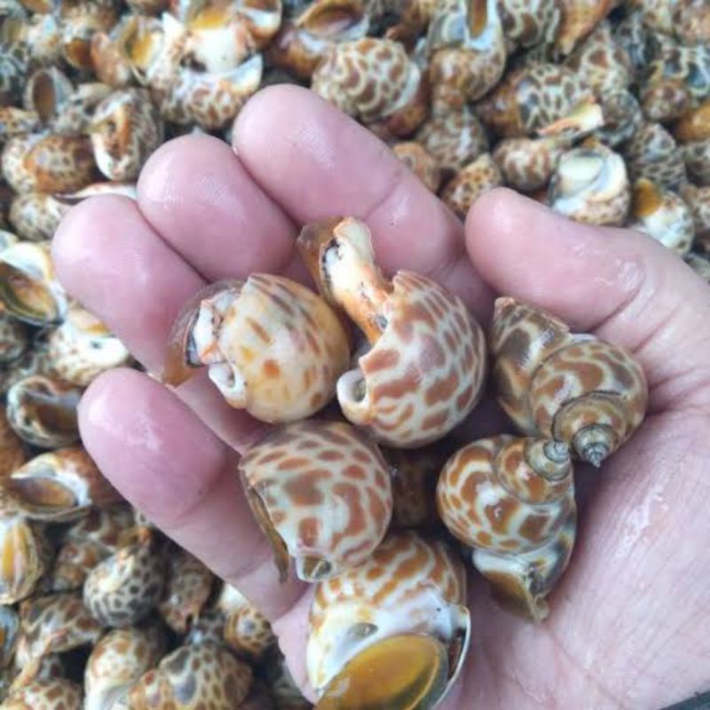 Baigai / Tiger Snail / Spiral Babylon / Babylonia spirata L / Sea Snail | Inaexport