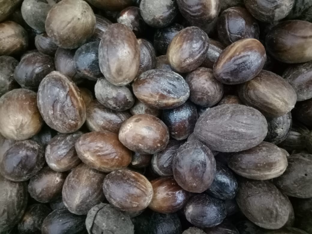 Nutmeg In Shell | Inaexport