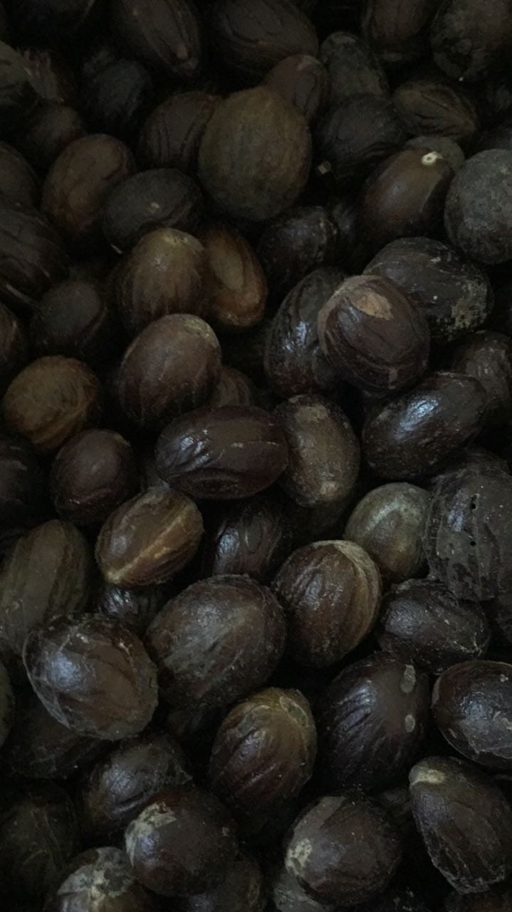 Nutmeg In Shell | Inaexport