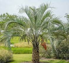 COCOS CAPITATA | Inaexport