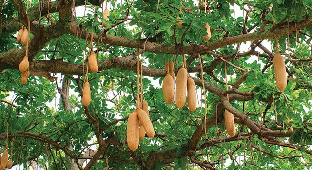 Kigelia africana | Inaexport