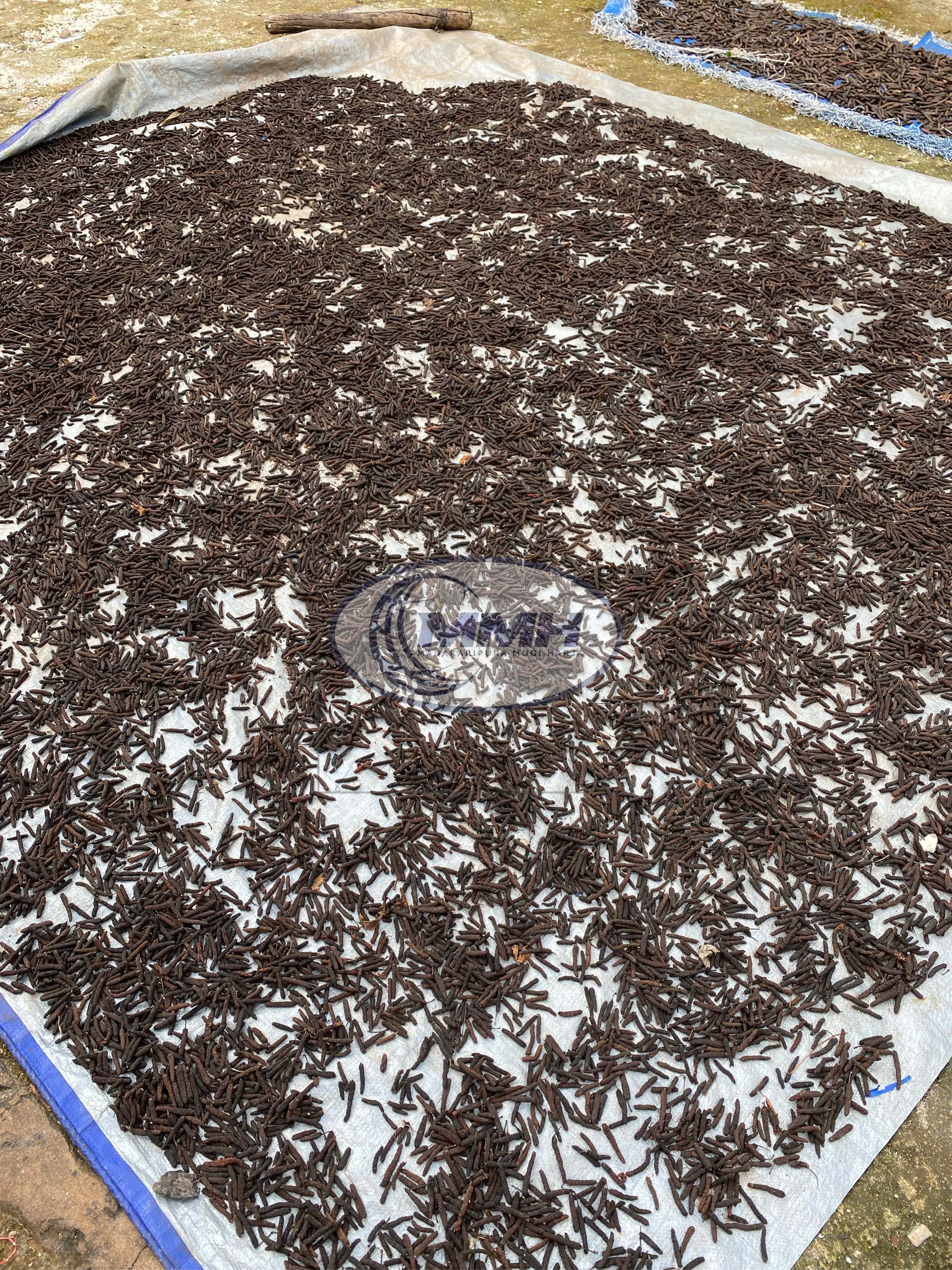 Java Long Pepper | Inaexport