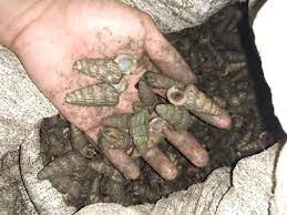 mangrove snail (Cerithidea obtusa) | Inaexport