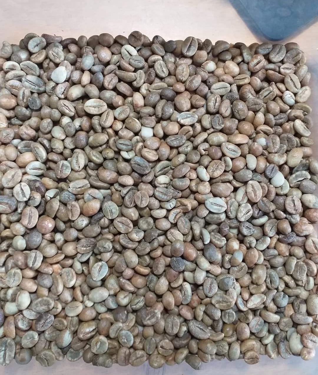Robusta Greenbean ((Green cherry bean) | Inaexport