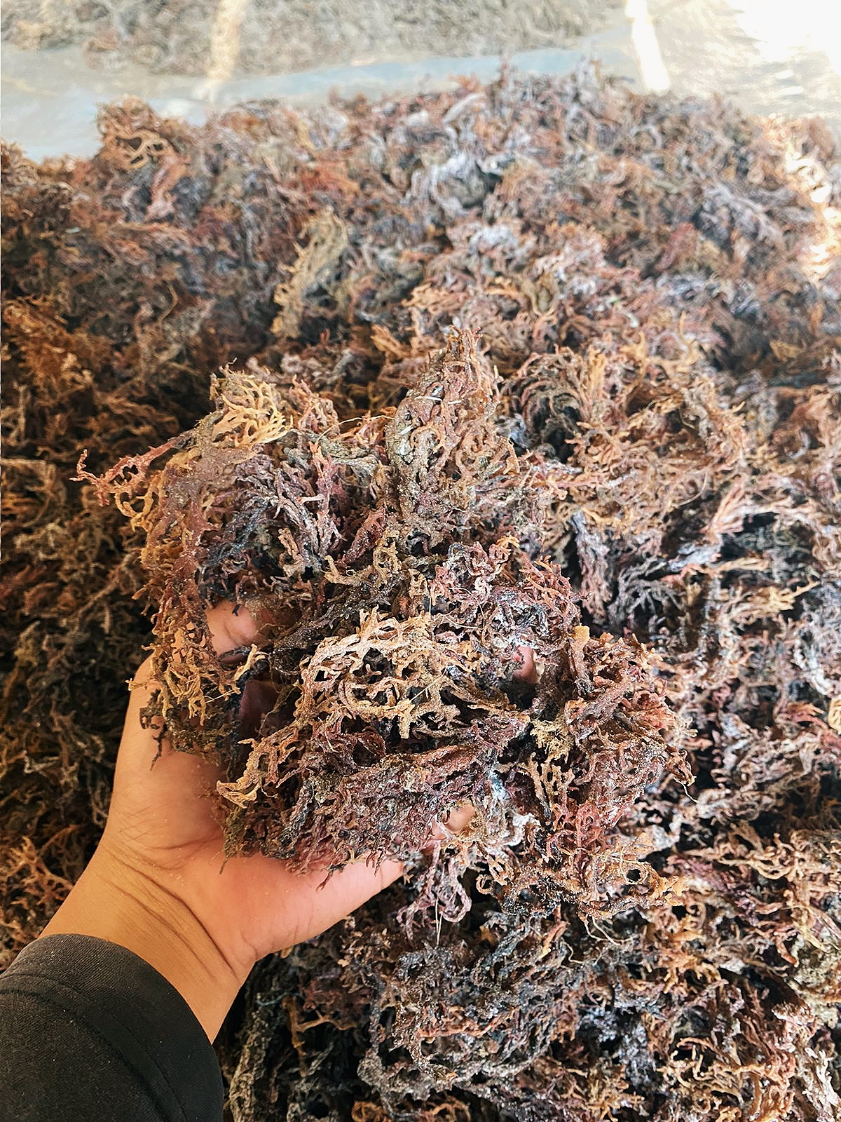 Dried Seaweed Eucheuma Cottonii | Inaexport