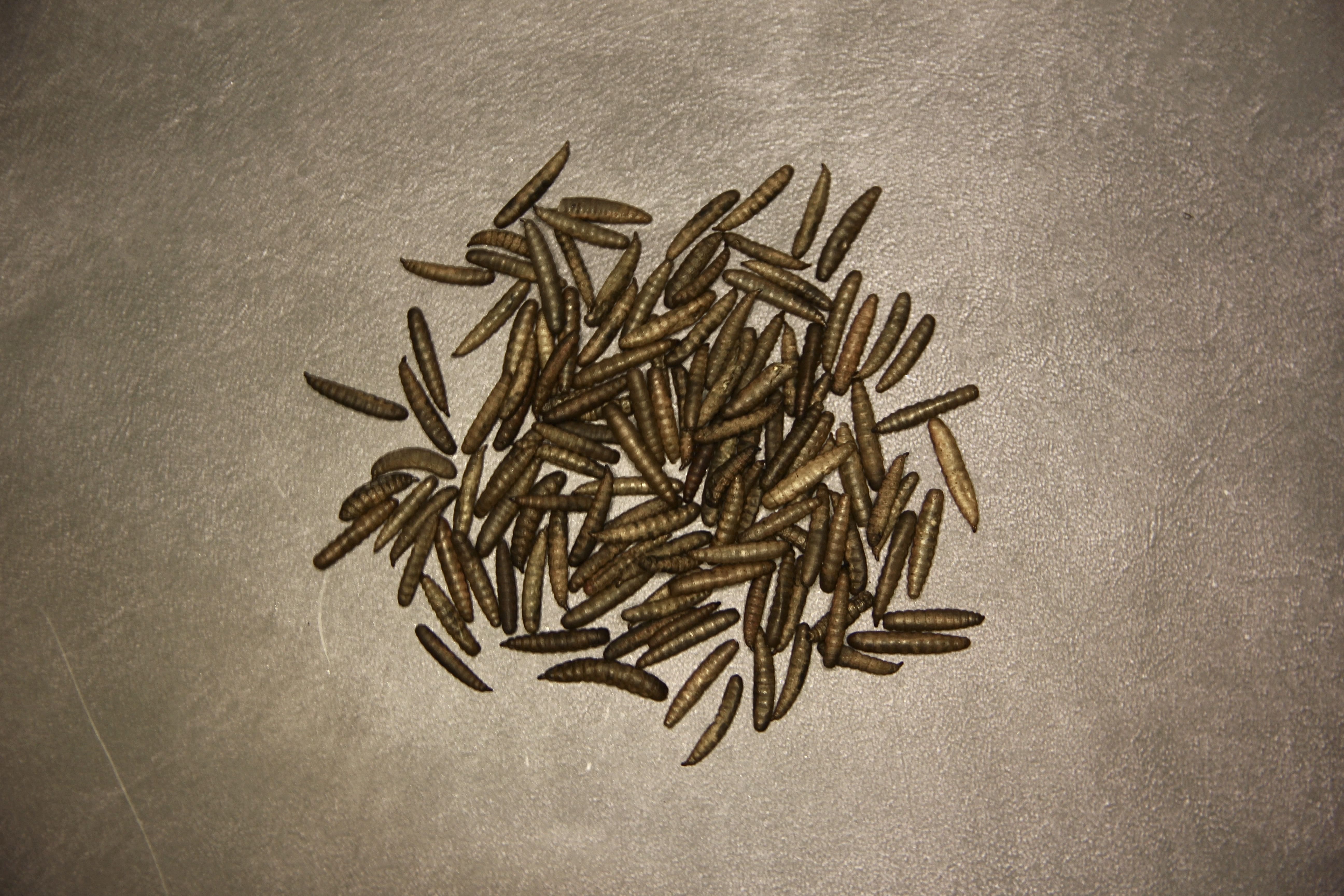 Dried Black Soldier Fly Larvae (Maggot) | Inaexport