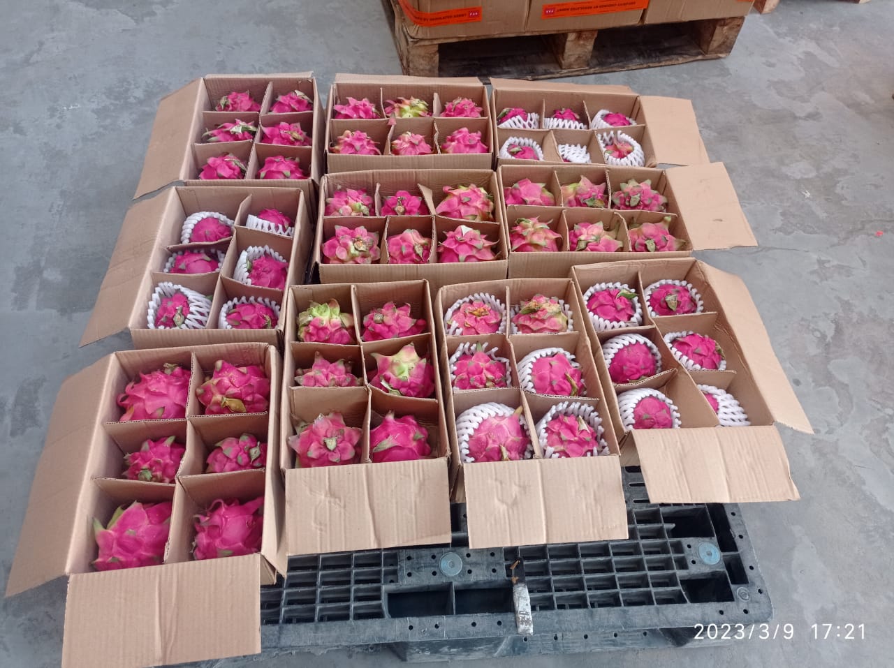 Dragon Fruit | Inaexport