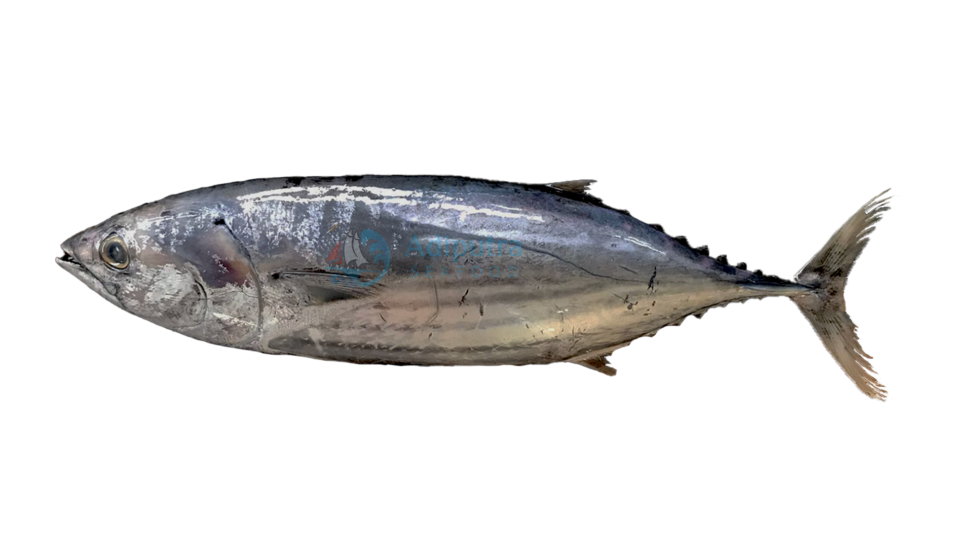 Skipjack Tuna | Inaexport