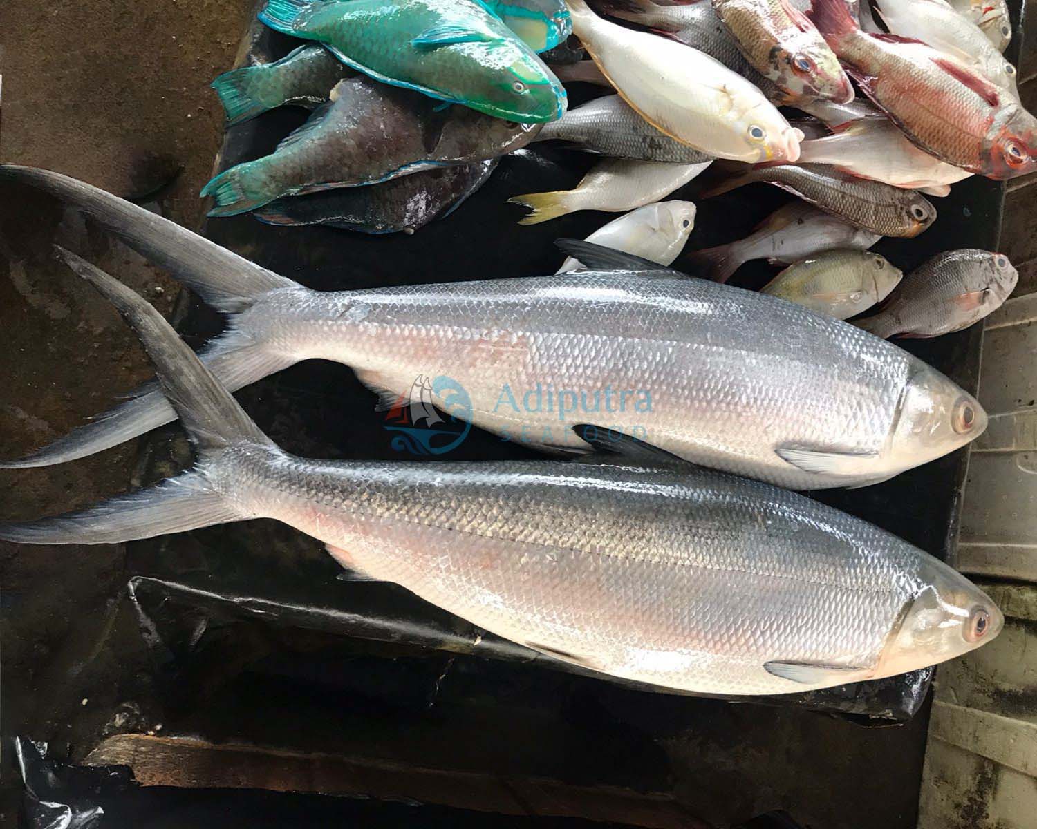 Milkfish | Inaexport