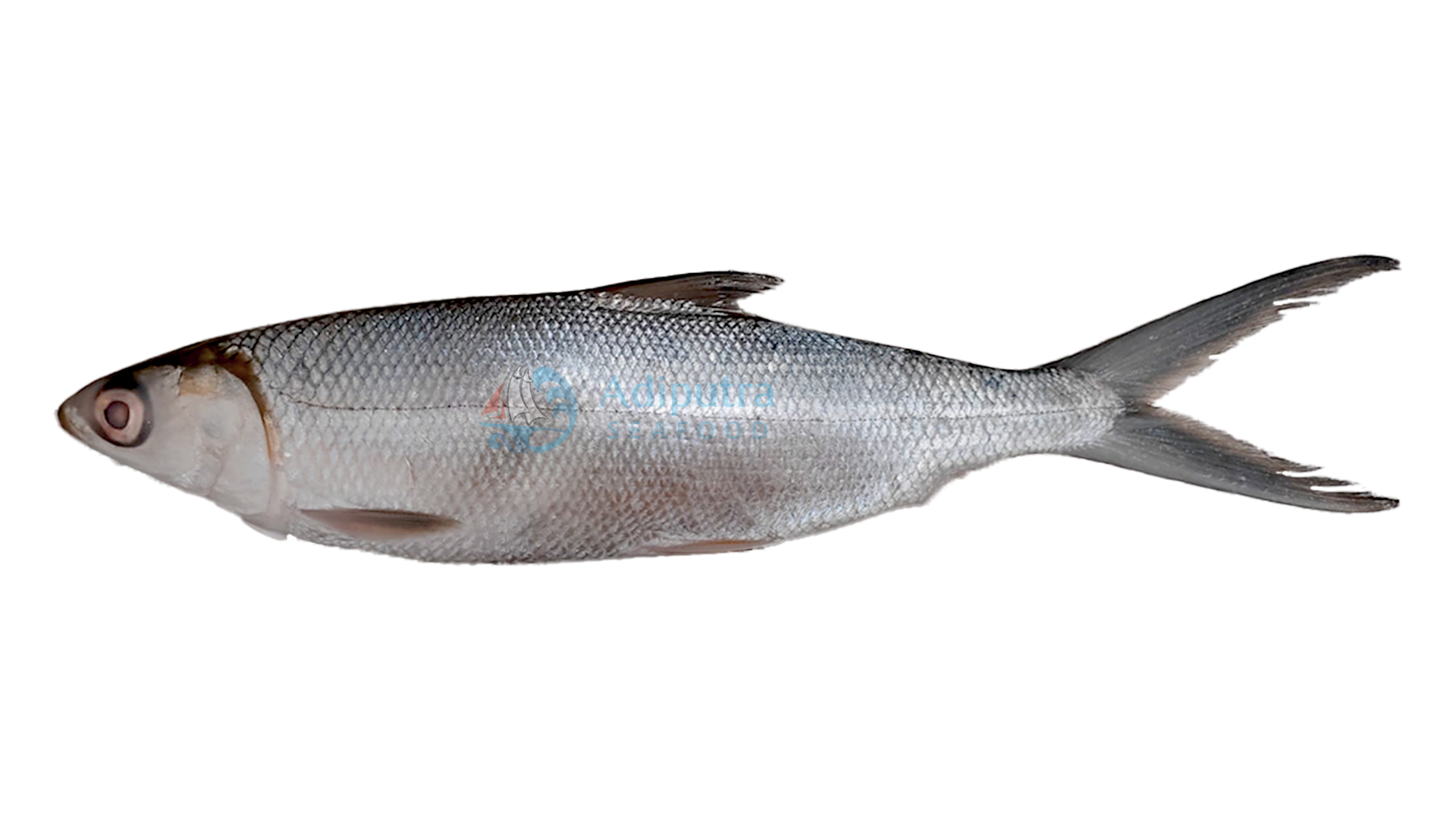 Milkfish | Inaexport