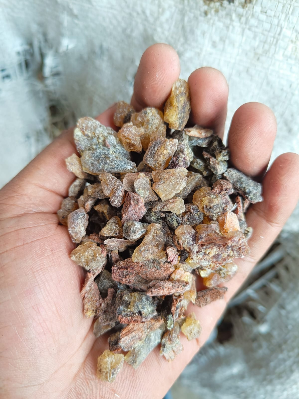 COPAL WS | Inaexport