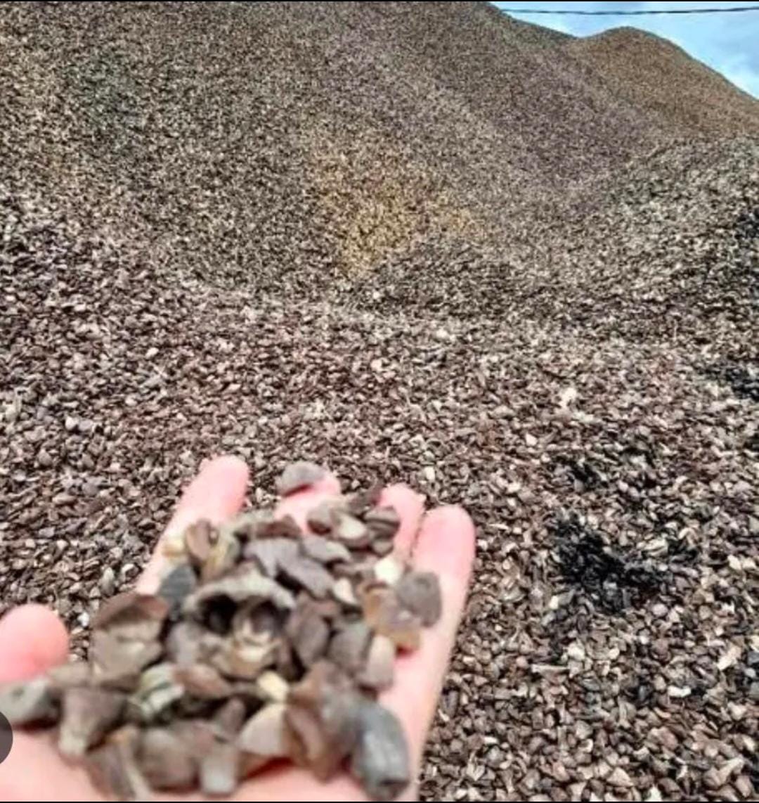 Palm Kernel Shell | Inaexport