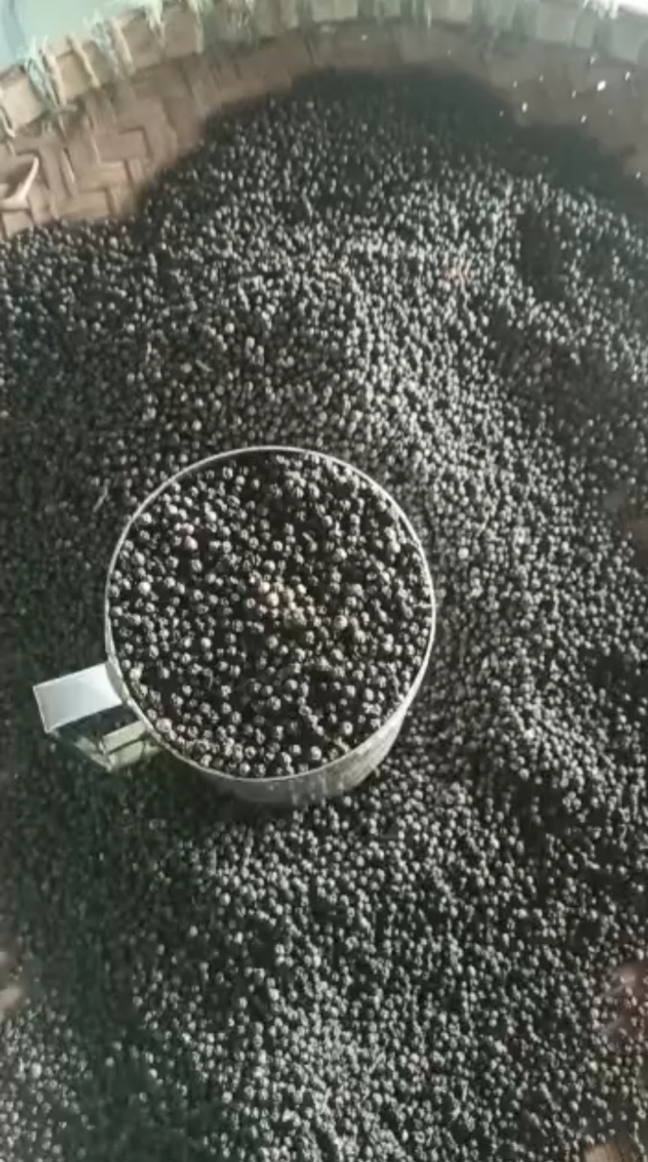 Black Pepper | Inaexport