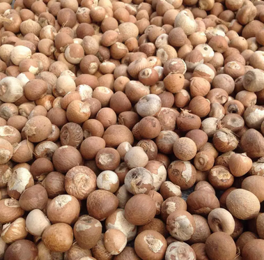 Betel Nut | Inaexport