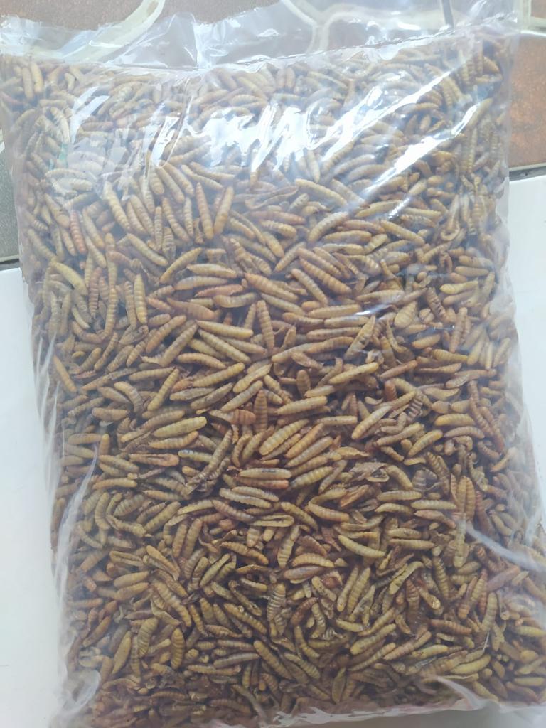 Dried Larva/Maggot of Black Soldier Fly | Inaexport