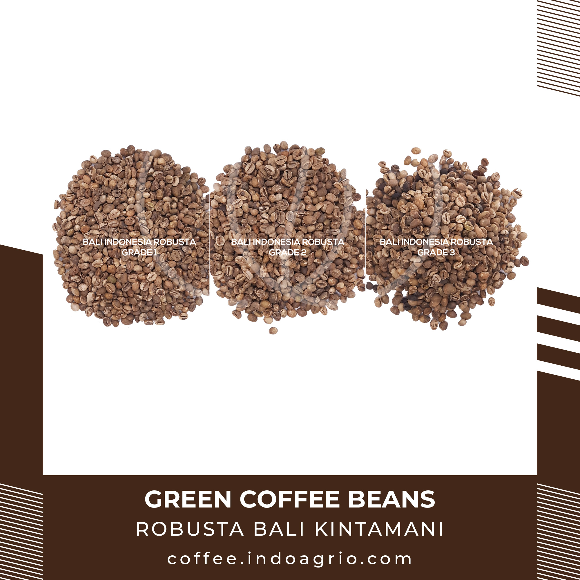 Coffee Beans - Robusta Bali Kintamani | Inaexport