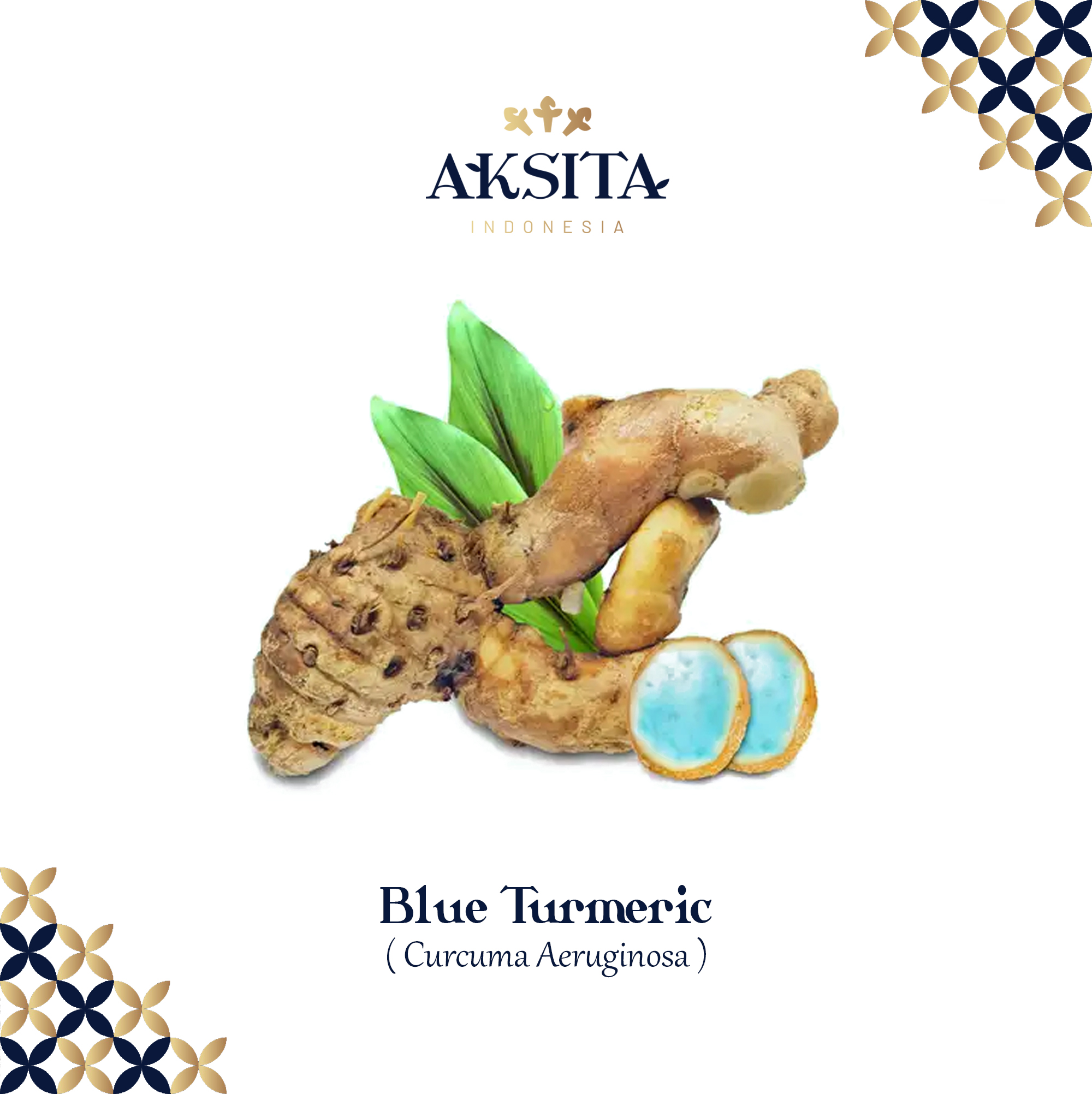 Blue Turmeric ( Curcuma Aeruginosa ) | Inaexport