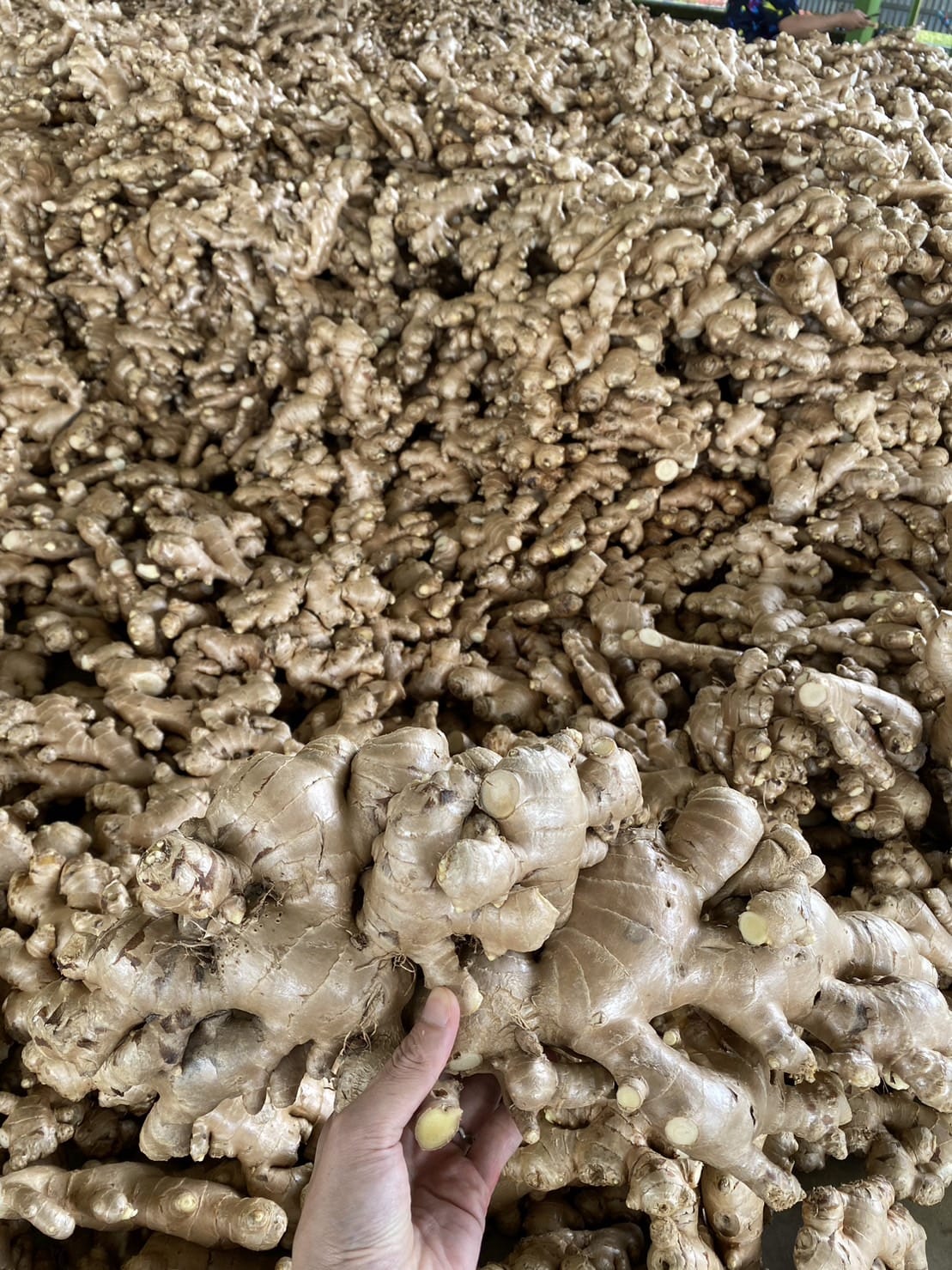 Ginger Raw (washed-unwashed) | Inaexport